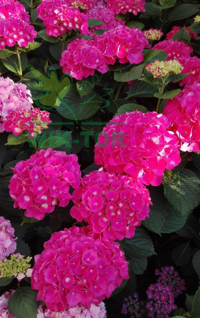Hortensja ogrodowa różowa pienna Hydrangea macrophylla - Ogrodniczy ...